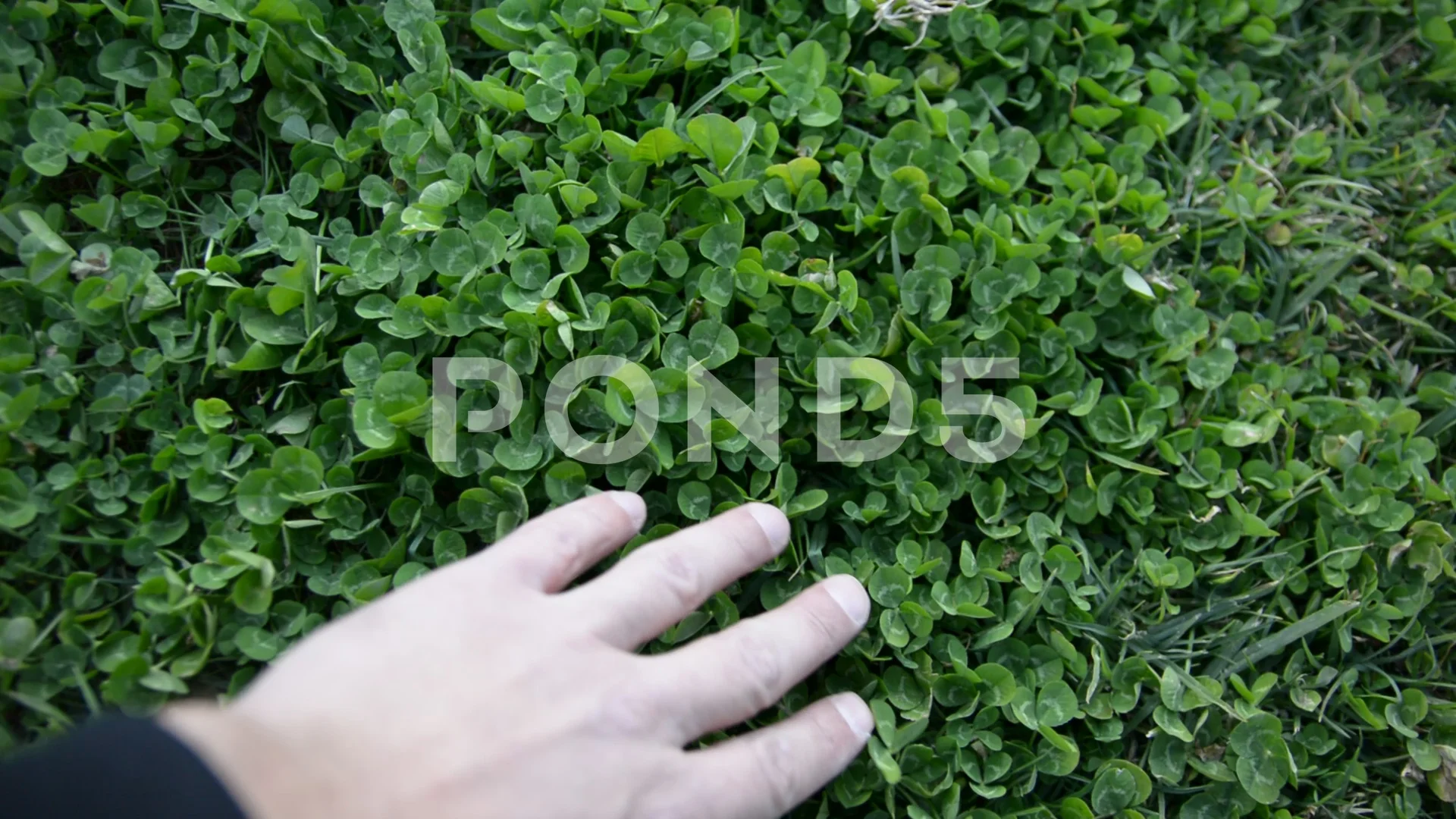Leaf Clover Pile