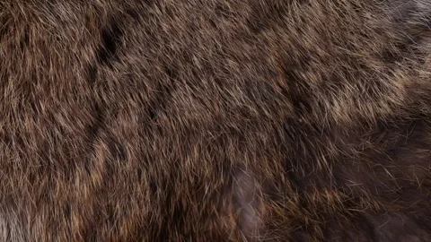 hand softly touching Red Brown Animal fu... | Stock Video | Pond5