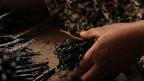 hand sorted fermented vanilla pods 4K | Stock Video | Pond5