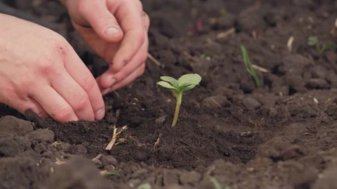 hand sprout field, farmer land soil, see... | Stock Video | Pond5