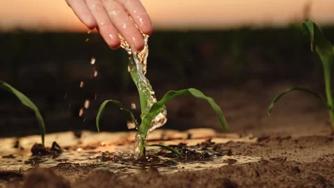 hand sprout water pour, drop wet growth ... | Stock Video | Pond5