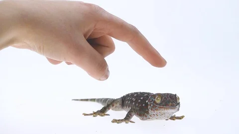 Gekko Stock Footage ~ Royalty Free Stock Videos | Pond5