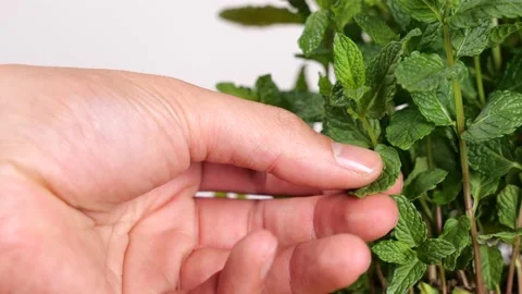 Hand tears mint leaf from plant on white... | Stock Video | Pond5