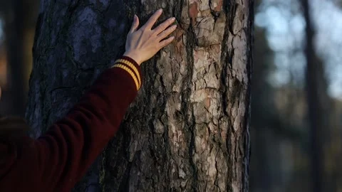 Hand touch the tree trunk. Woman hand to... | Stock Video | Pond5