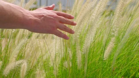 Hand touching grass in the field | Stock Video | Pond5