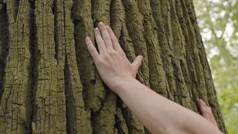 Hand touching old oak tree to connect wi... | Stock Video | Pond5