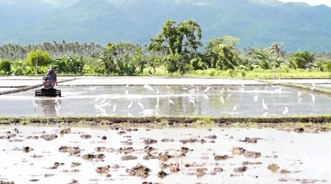 Hand Tractor Harrowing rice field | Stock Video | Pond5