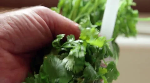 Hand washing fresh cilantro under tap wa... | Stock Video | Pond5