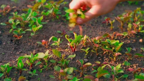 Hand weeding a garden bed with growing r... | Stock Video | Pond5