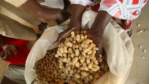 Nuts Stock Video Footage | Royalty Free Nuts Videos | Pond5