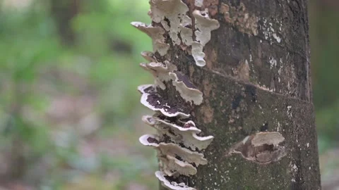 Handheld view of fungus on a rubber tree... | Stock Video | Pond5