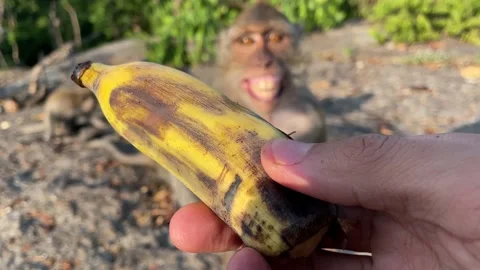 Smiling Monkey Face Stock Videos – Royalty-Free HD & 4K Videos | Pond5