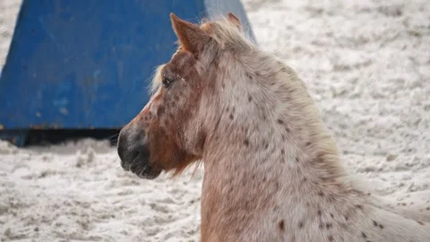 Horse Pony Show Stock Videos – Royalty-Free HD & 4K Videos