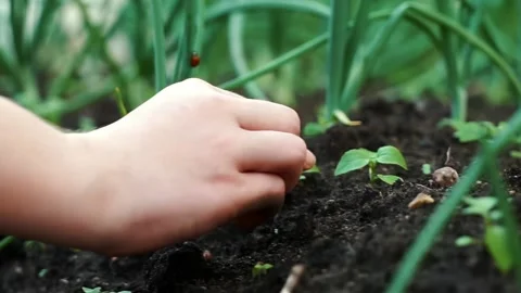 Onion Playnet Stock Videos – Royalty-Free HD & 4K Videos