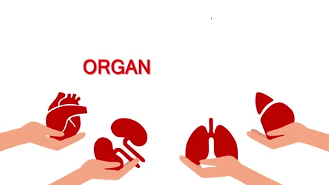 Hands holding human organs. World Organ ... | Stock Video | Pond5