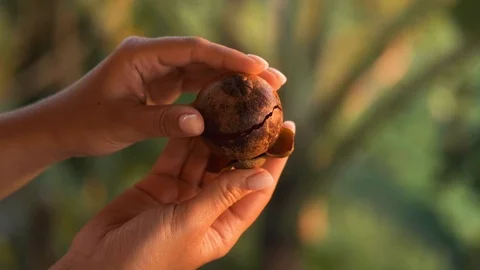 Mangosteen Background Stock Videos – Royalty-Free HD & 4K Videos