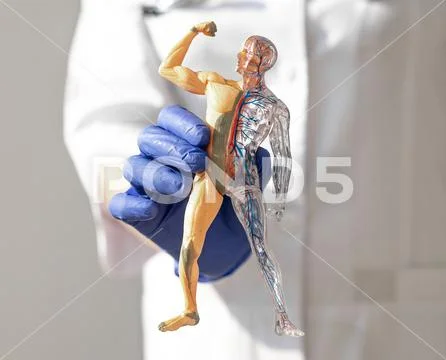 Photograph: Hands holding skinless human body 3d model. Body ...