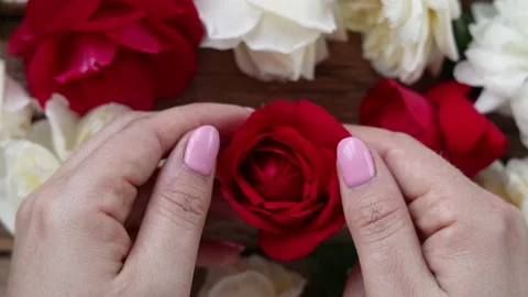 Hands move away from a camera red rose t... | Stock Video | Pond5