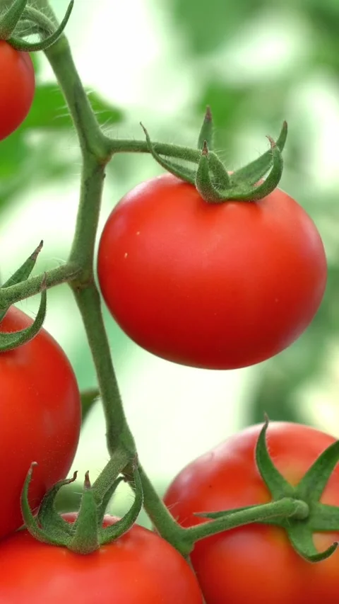 Farming Vegetables Stock Videos – Royalty-Free HD & 4K Videos | Page 2