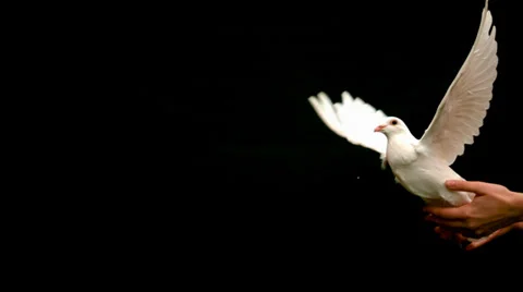 Hands releasing a dove on black backgrou... | Stock Video | Pond5