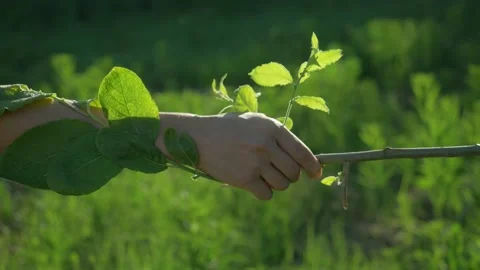 handshake between human and tree, save n... | Stock Video | Pond5