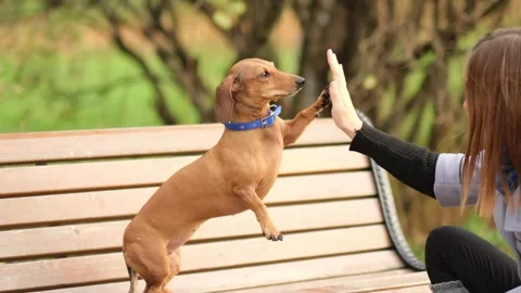 Handshake Pose Stock Videos – Royalty-Free HD & 4K Videos | Page 2