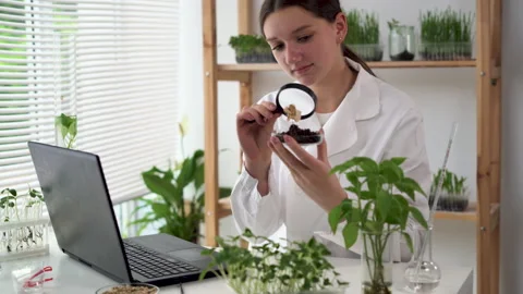 Dead Plant Stock Video Footage | Royalty Free Dead Plant Videos | Pond5