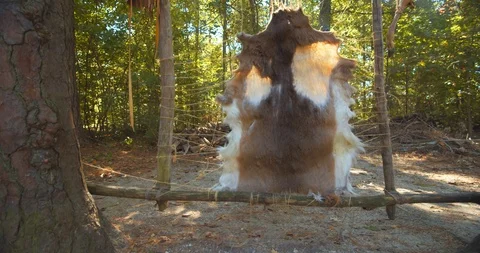Hanging Authentic Native American Pelt, ... | Stock Video | Pond5