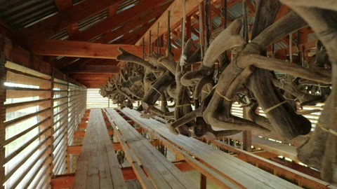 Hanging deer maral horns drying in hanga... | Stock Video | Pond5