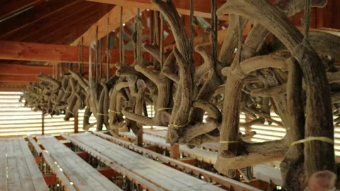 Hanging deer maral horns drying in hanga... | Stock Video | Pond5