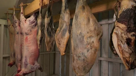 Hanging Rotten and Raw Meat For Skerpikj... | Stock Video | Pond5