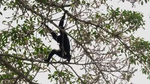 Hanging seen from its back, turns around... | Stock Video | Pond5