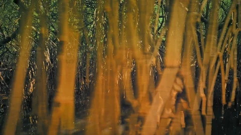Hanging tree roots in mangrove forest. D... | Stock Video | Pond5