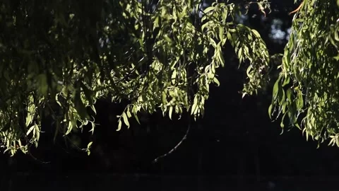 Hanging Hanging Stock Videos – Royalty-Free HD & 4K Videos