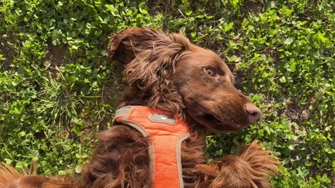 happy and funny, smiling spaniel dog lie... | Stock Video | Pond5