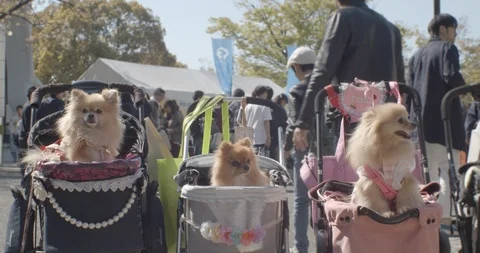 Japan Panting Stock Videos – Royalty-Free HD & 4K Videos | Pond5