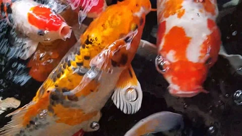 Happy colorful japanese koi fish in heal... | Stock Video | Pond5