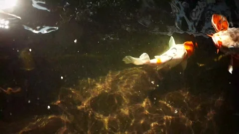 Happy colorful koi fish in healthy pond ... | Stock Video | Pond5