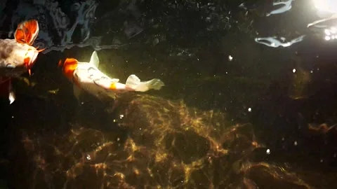 Happy colorful koi fish in healthy pond ... | Stock Video | Pond5
