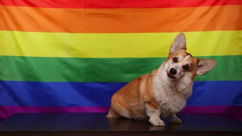 A happy corgi dog in front of a rainbow ... | Stock Video | Pond5