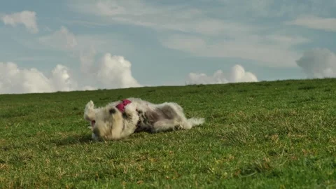 Rolling Back Stock Videos – Royalty-Free HD & 4K Videos | Pond5