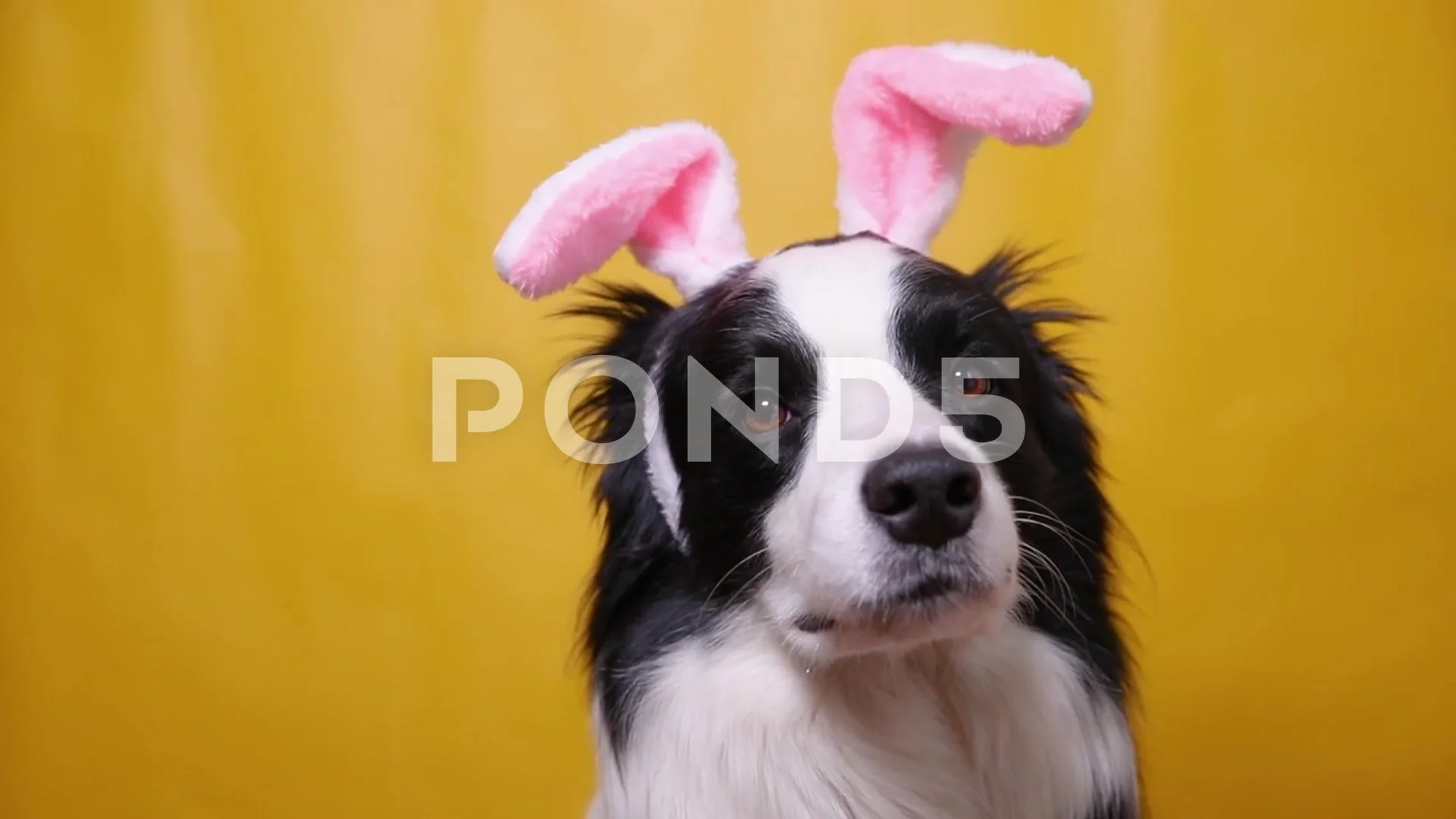 Are Border Collies Good With Rabbits