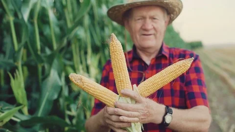 Happy farmer shows the good corn harvest... | Stock Video | Pond5
