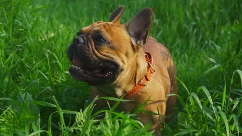 Best French Filns Stock Videos – Royalty-Free HD & 4K Videos | Pond5