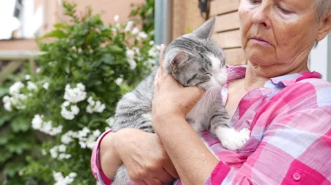 Stroked The Cat Stock Videos – Royalty-Free HD & 4K Videos | Pond5