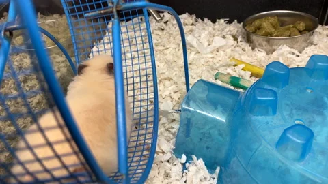 Happy hamster running in wheel of cage | Stock Video | Pond5