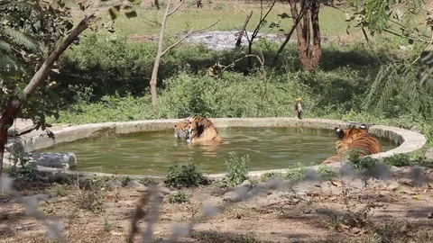 Happy Indian Tiger enjoying in water pon... | Stock Video | Pond5