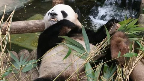 Happy Male Panda , Le Bao, Everland, Sou... | Stock Video | Pond5