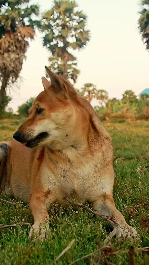 Cool Panting Stock Videos – Royalty-Free HD & 4K Videos