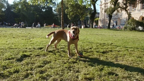 Happy portrait of a gold labrador dog st... | Stock Video | Pond5